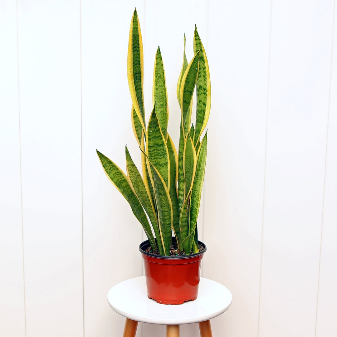 LIVE 6” Pot Sansevieria Superba, Snake Plant, Sansevieria Light, Mom ...