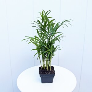 12 PACK LIVE 3” Pot Parlor Palm, Chamaedorea Elegans, Palm Tree Plant ...