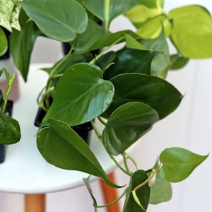 LIVE 3” Pots Combo Golden Pothos, Marble Queen Pothos, Brazilian ...