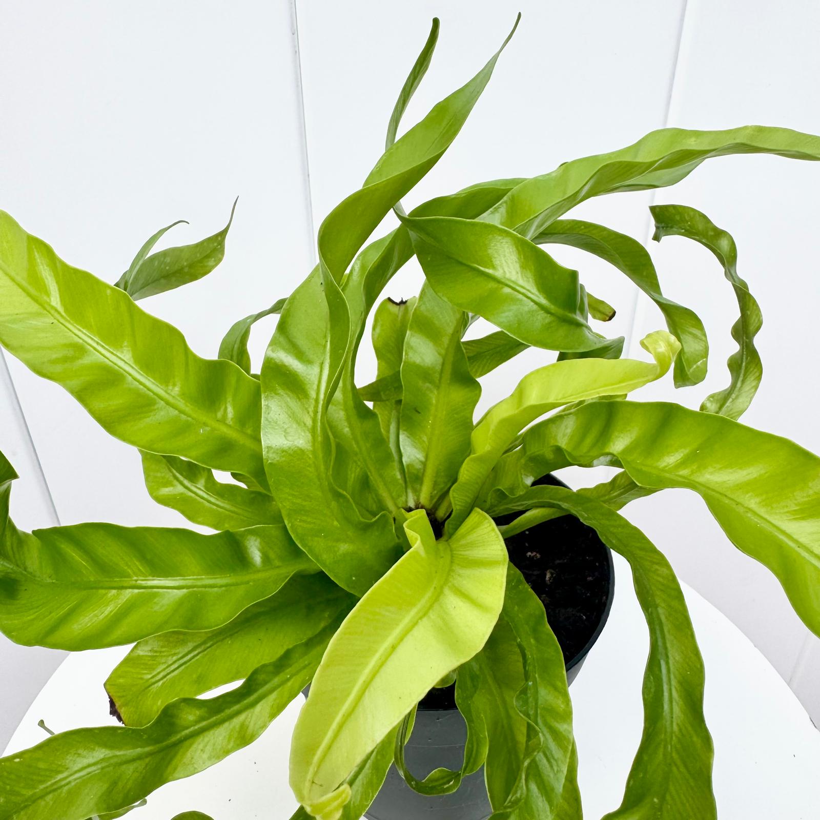 LIVE 4” Pot Hurricane Fern, Asplenium Nidus Antiquum, Japanese Bird’s ...