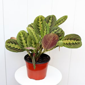 LIVE 6” Pot Red Maranta, Prayer Plant, Plant Lover Gift, Large Plant ...