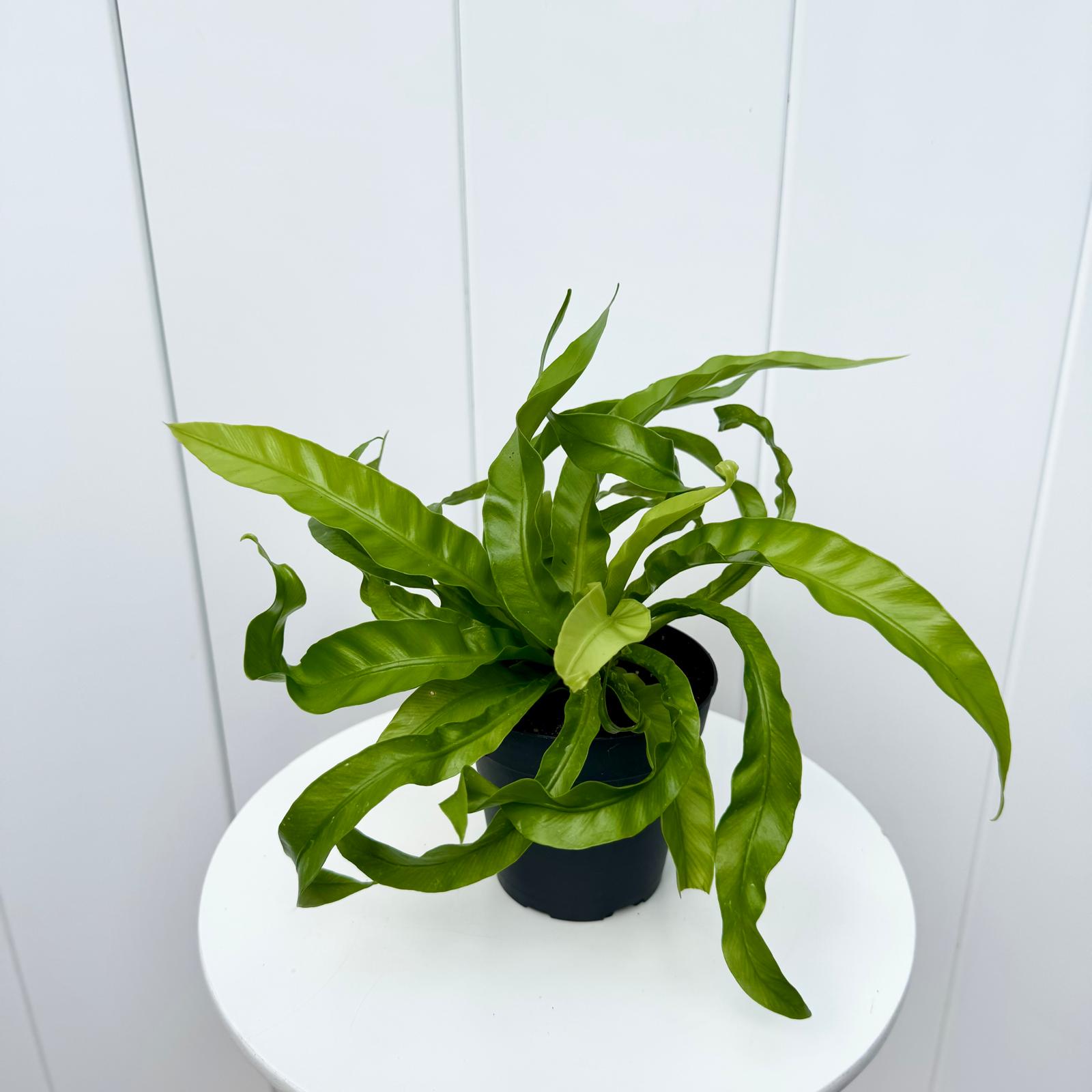LIVE 4” Pot Hurricane Fern, Asplenium Nidus Antiquum, Japanese Bird’s ...