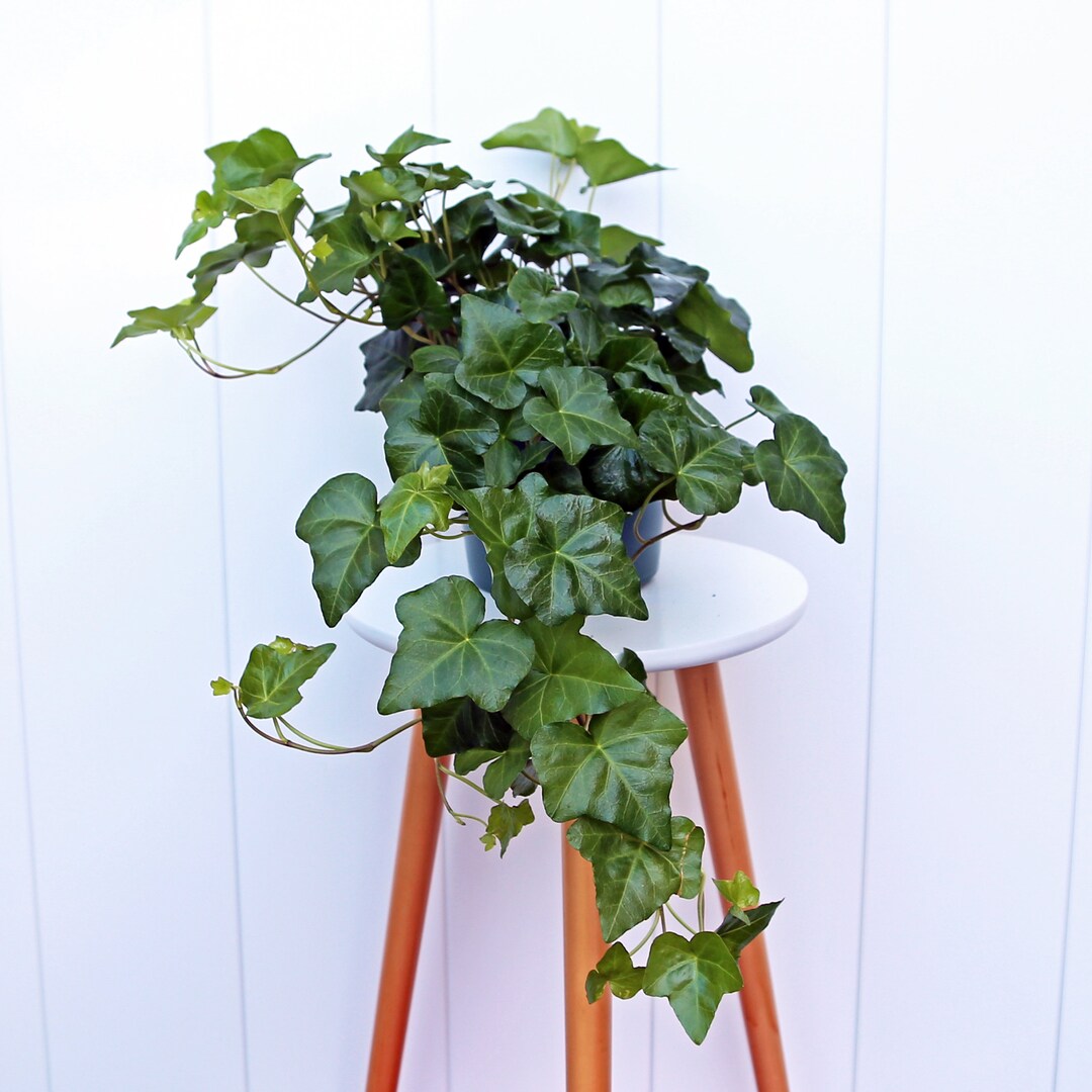 LIVE 6” Pot Ivy Plant, Hedera Helix, Plant Gift for Home, Dad Christmas ...