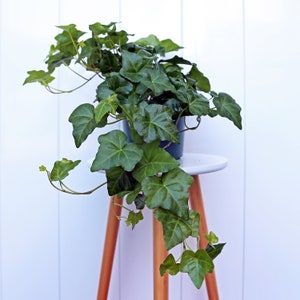 LIVE 6” Pot Ivy Plant, Hedera Helix, Plant Gift for Home, Dad Christmas ...
