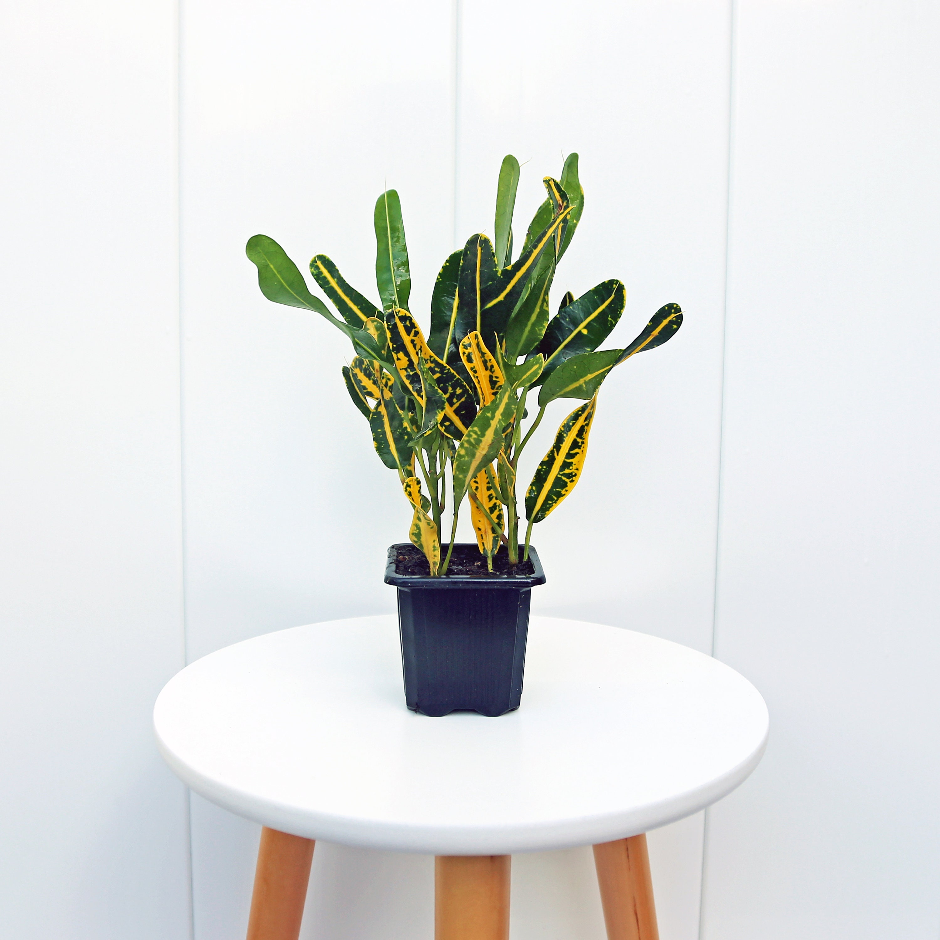 Croton Plants Shoestring - Etsy