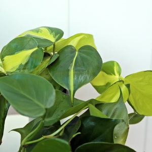 LIVE 3” Pots Combo Golden Pothos, Marble Queen Pothos, Brazilian ...