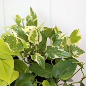 LIVE 4 Pots Combo Pearls and Jade Pothos, Neon Philodendron, Brazilian ...