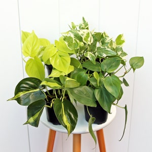 LIVE 4 Pots Combo Pearls and Jade Pothos, Neon Philodendron, Brazilian ...