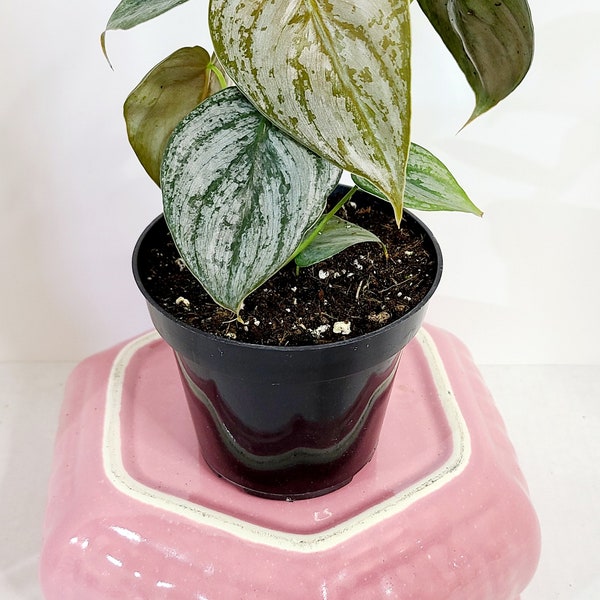Philodendron Brandi Brandtianum - Etsy