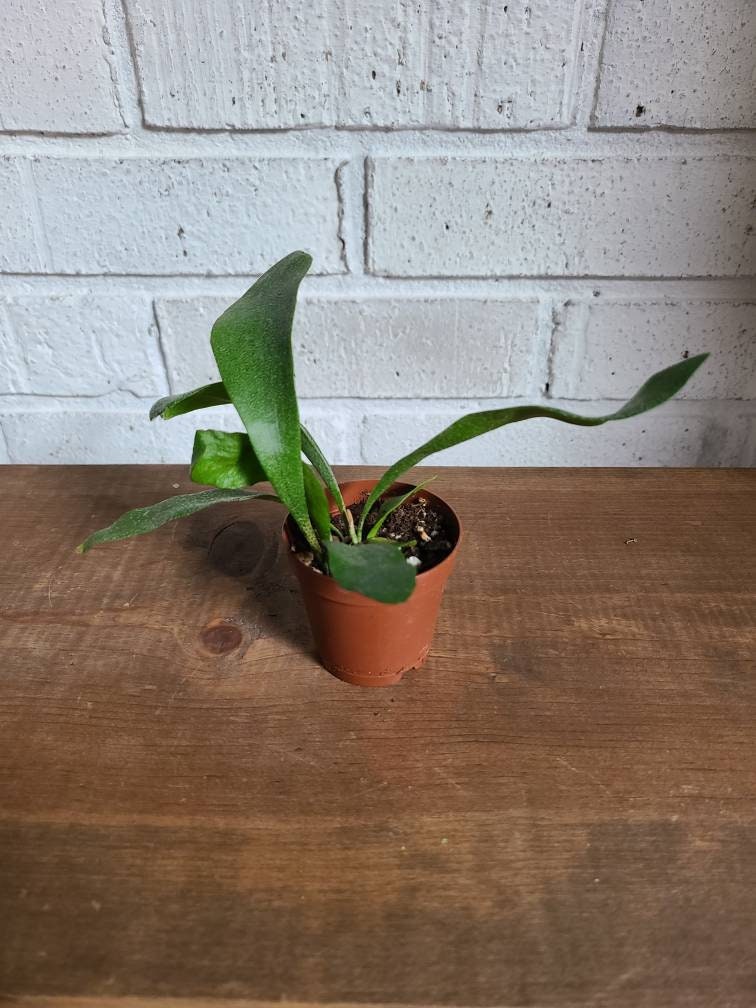 Staghorn Fern, 2 Inch Rooted Plug, Platycerium Bifucatum, Epiphytic ...