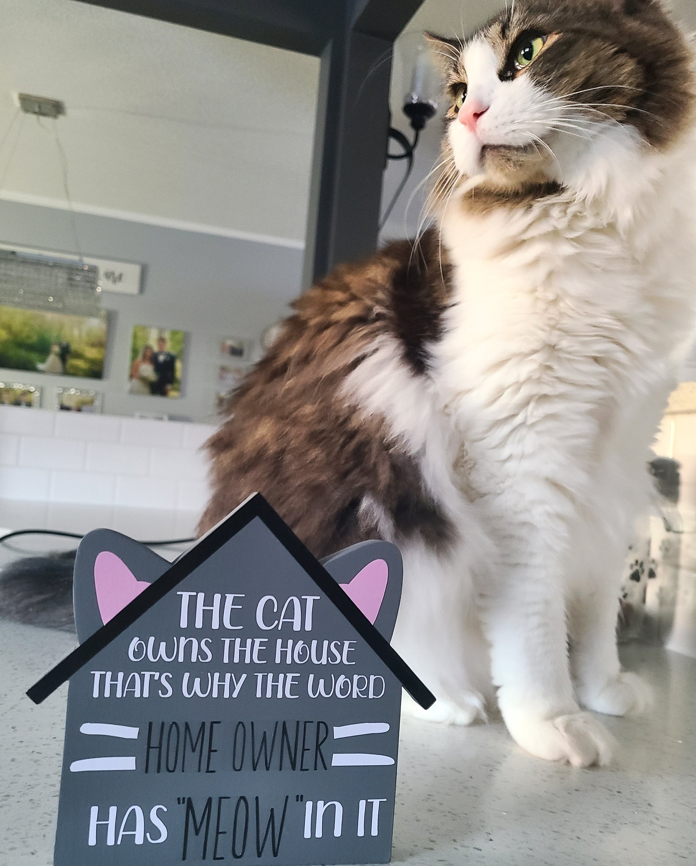 The Cat Owns the House That's Why the Word Homeowner Has Meow in It ...