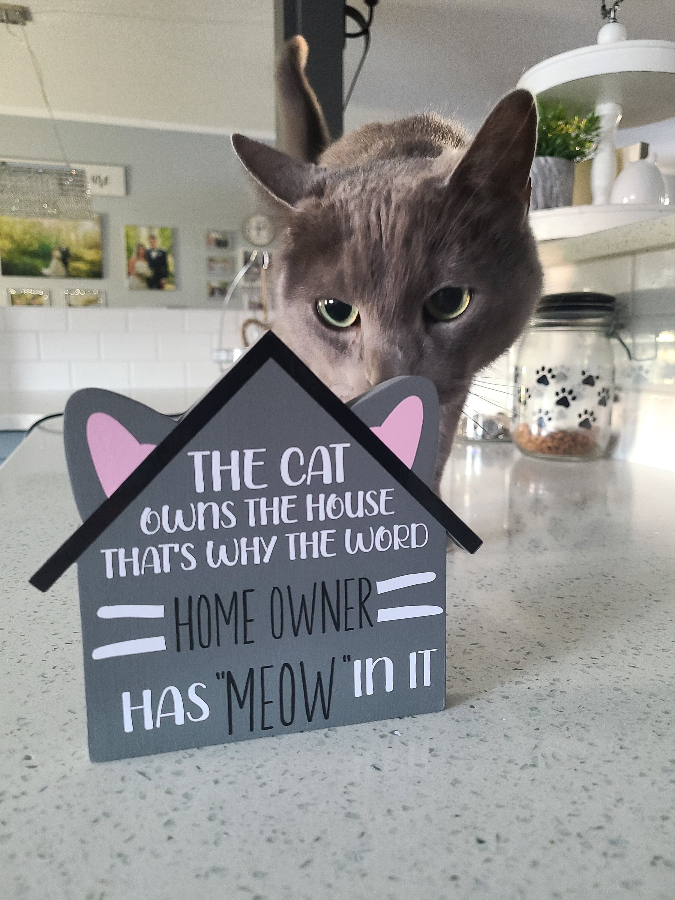 The Cat Owns the House That's Why the Word Homeowner Has Meow in It ...