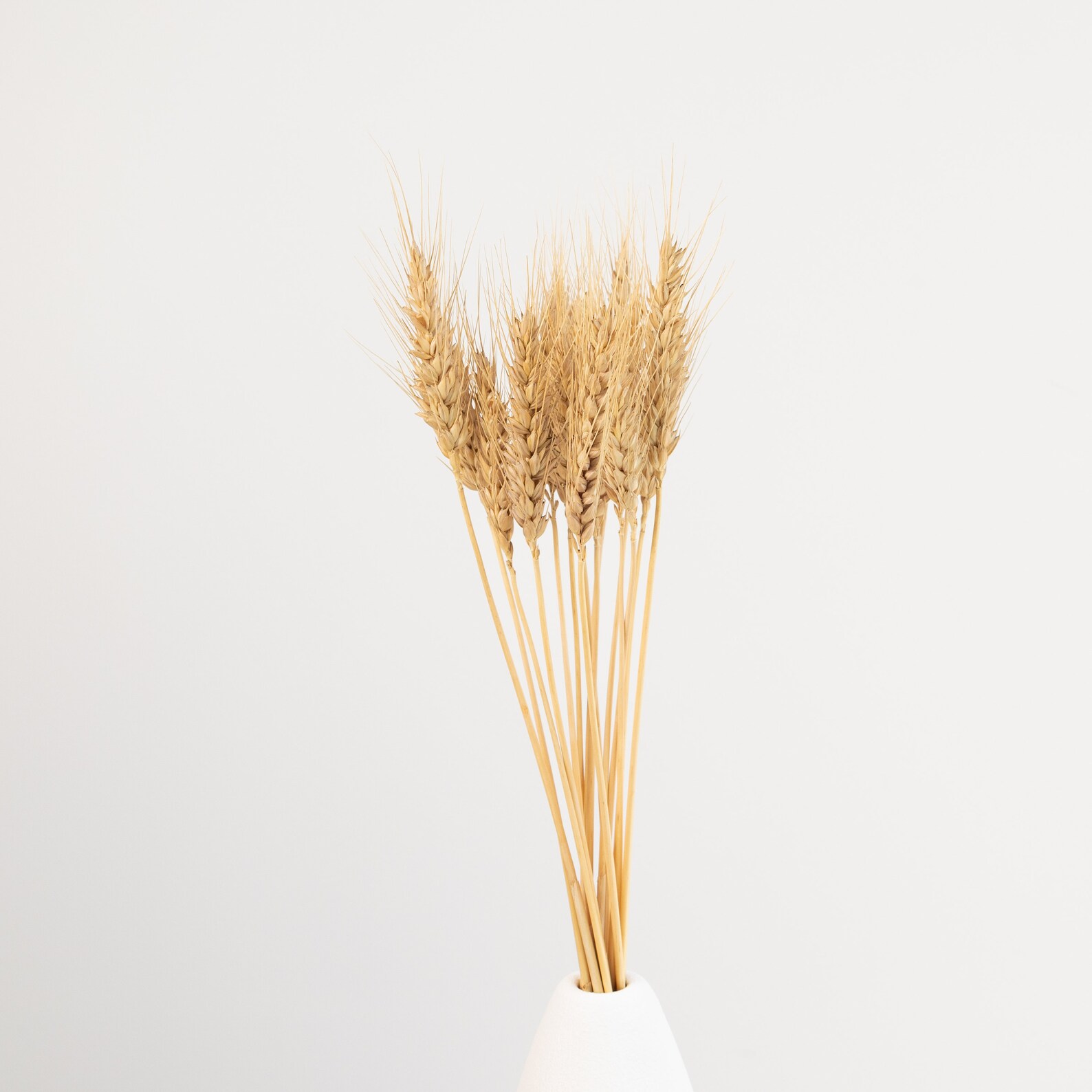 15 Stems Natural Dried Wheat, Diy Floral Design, Dried Flower Supplies ...