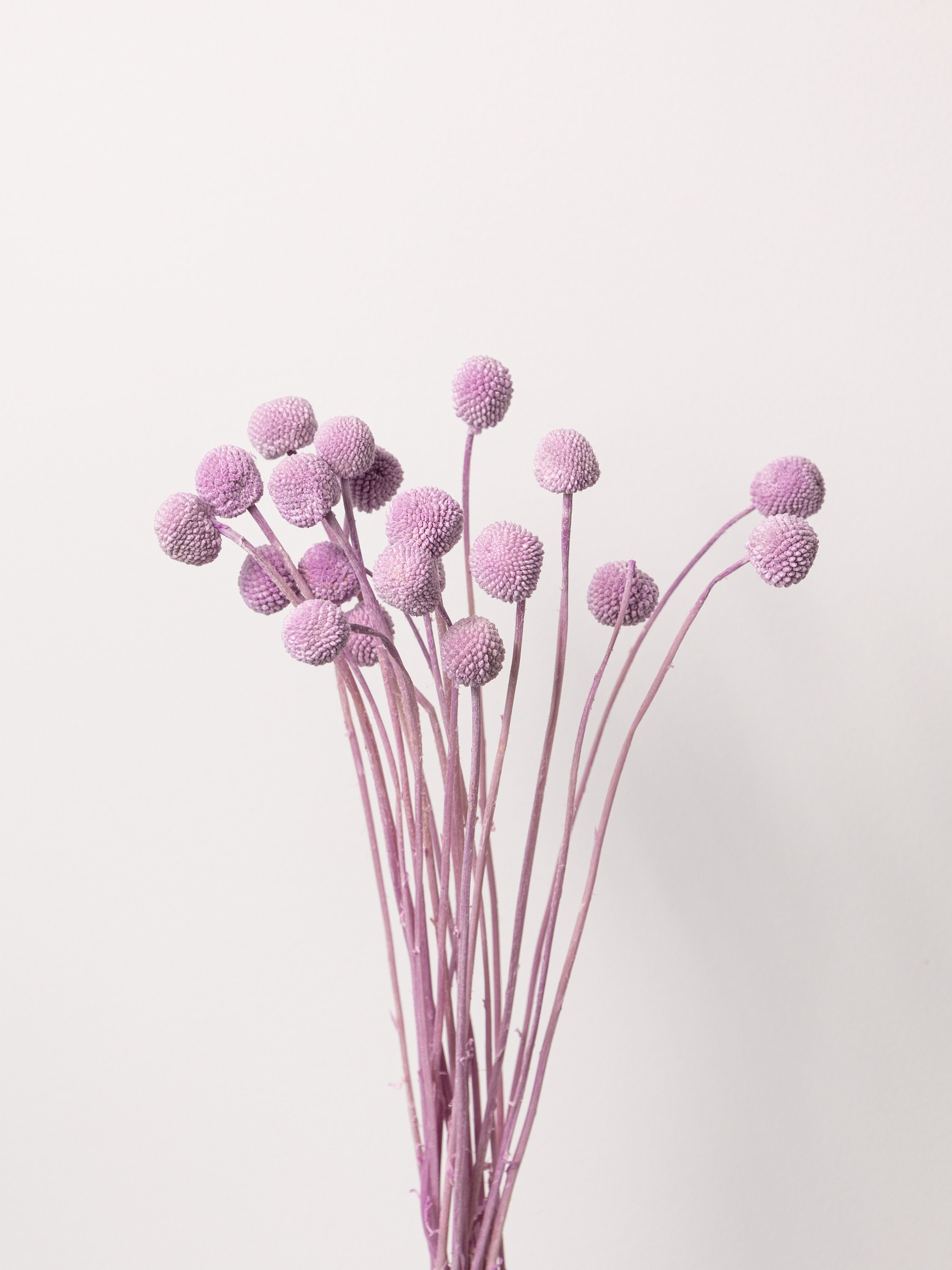 Dried and Preserved Billy Button Flowers DIY Boho Flower - Etsy