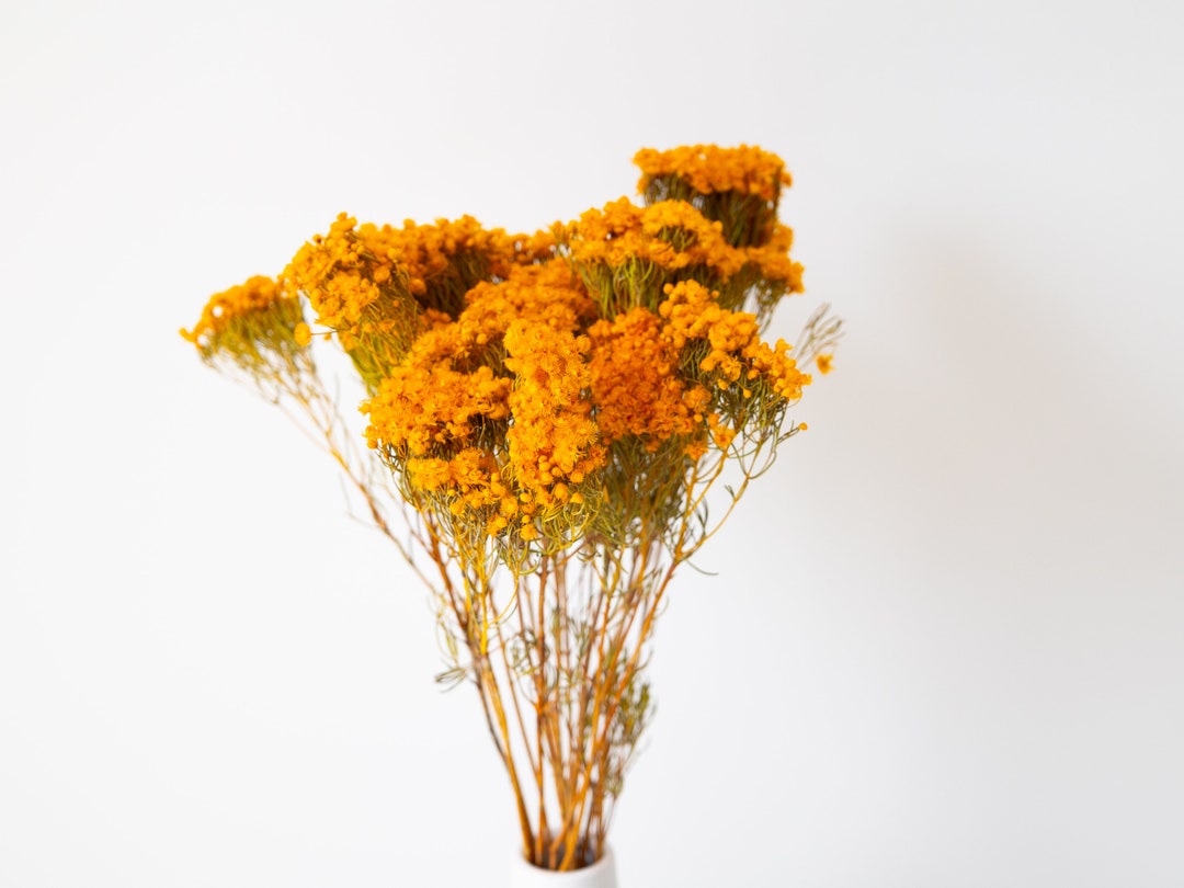 Dried Morrison Flower Stems, Rustic Floral Decor - Etsy