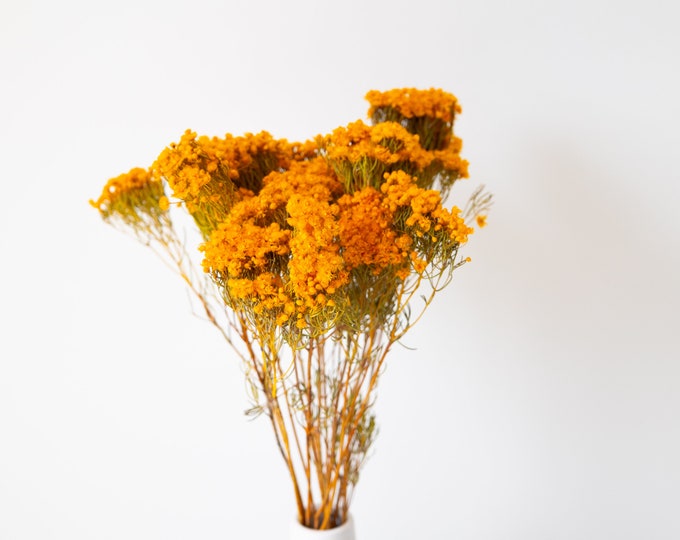 Dried Morrison Flower, Rustic Home Decor, DIY Floral Design, DIY Dried ...