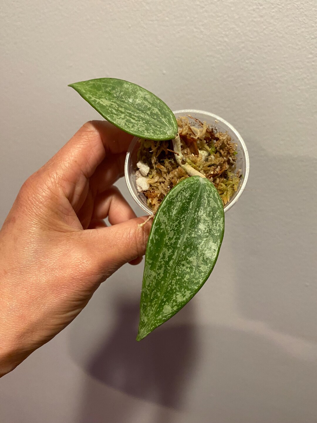 Hoya Rangsan, Lightly Rooted Healthy, 2 Inch Pot, Rare Find! - Etsy