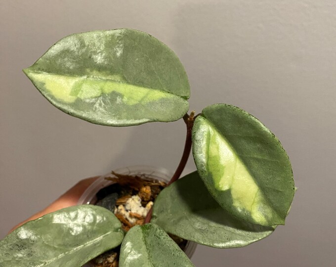Hoya Carnosa Argentea Princess, (nova Ghost Reverted), Pink Stem ...