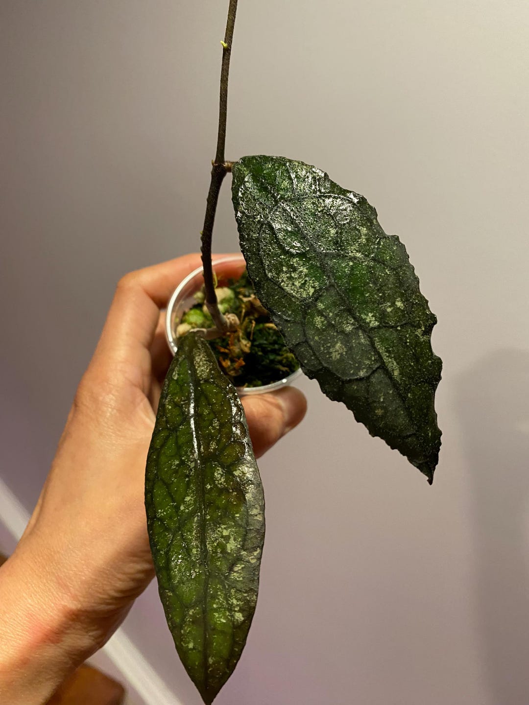 Hoya Clemensorium Borneo, Rooted and Healthy Cutting With New Growth ...