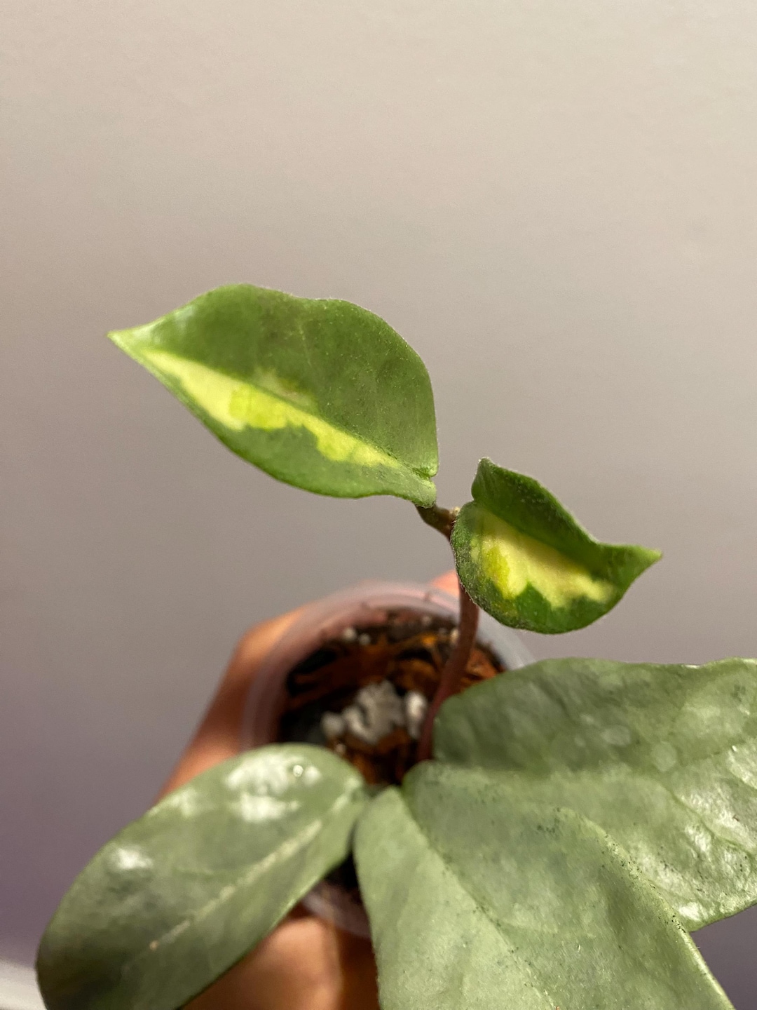 Hoya Carnosa Argentea Princess, (nova Ghost Reverted), Pink Stem ...