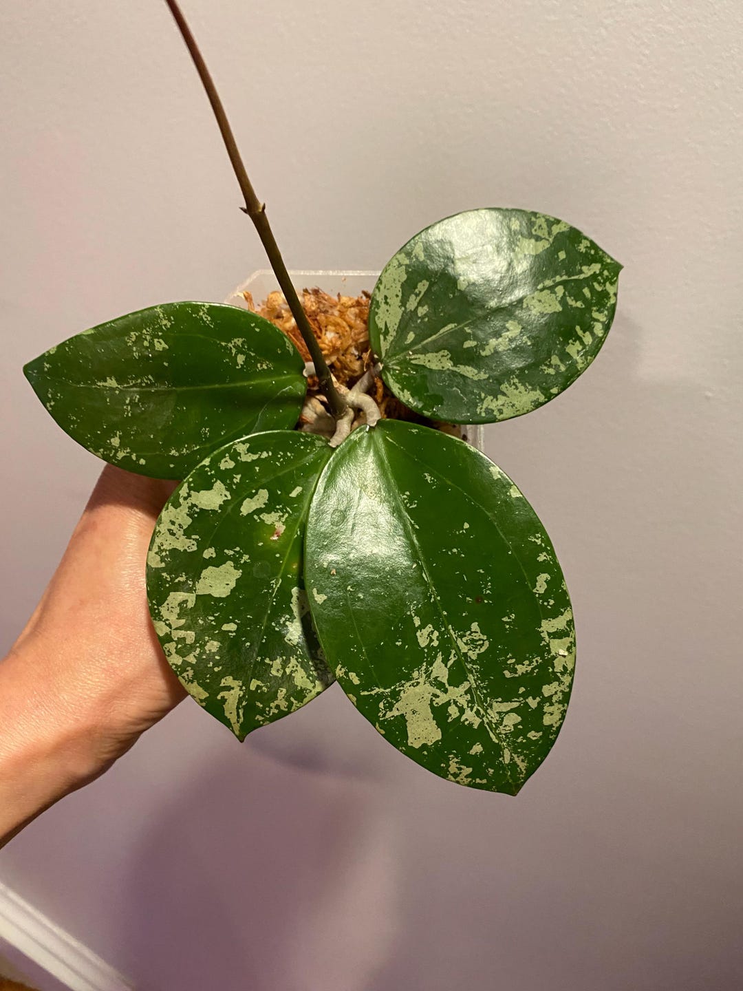 Hoya EPC -997 Splash, Rooted Cutting, Healthy, Rare Find! - Etsy