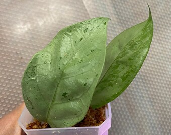 Hoya Coricea Silver,rooted, (C), Huge Leaves, Collector Plant, Rare ...