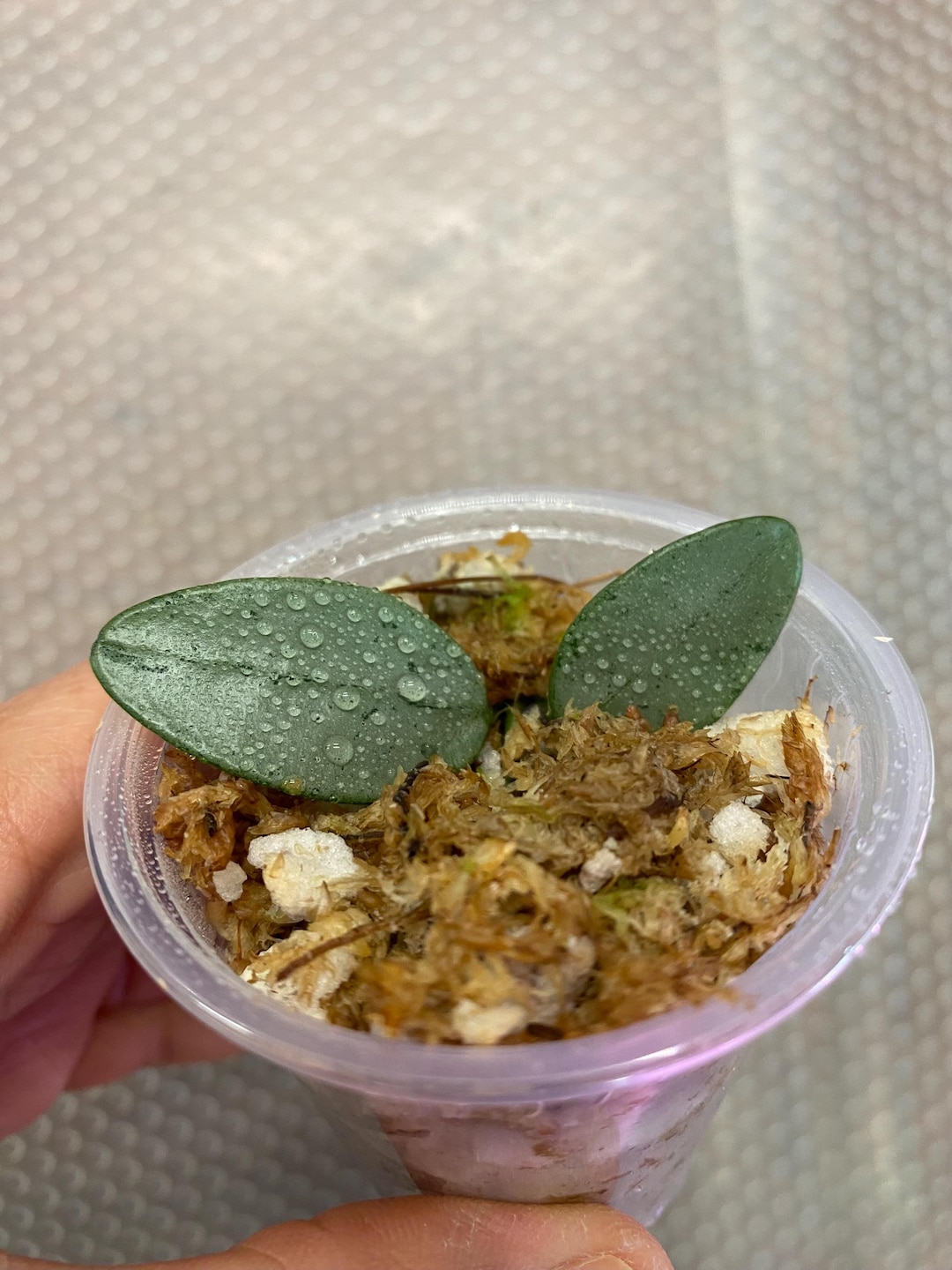 Hoya Lima Silver, Lightly Rooted Cutting C, Full Silver Leaves 2 Leaves ...