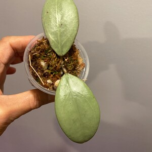 Hoya Erythrostemma Silver, 3, Healthy, Lightly Rooted Cutting, Rare ...