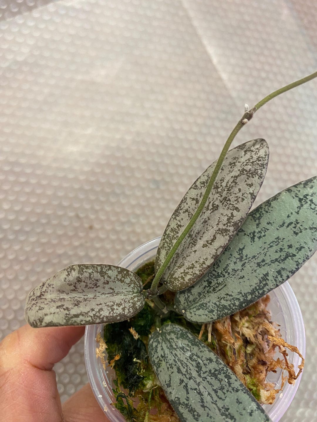 Hoya Sigillatis Silver 5, Rooted and Actively Growing, Healthy Rare ...