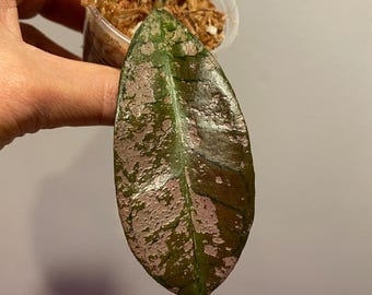 Hoya Gunung Gading Ghost - Etsy