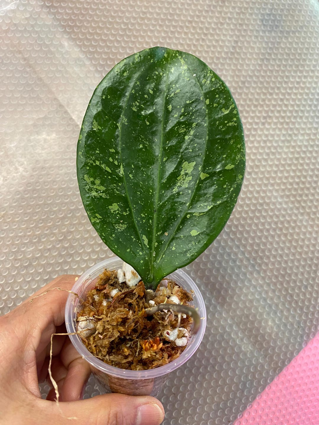Hoya Michelle Splash, Rooted, Rare Find - Etsy