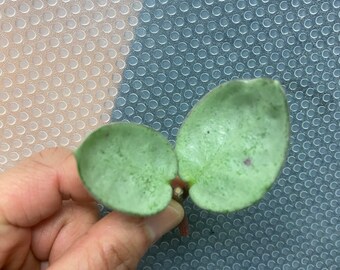 Hoya Argentea Princess - Etsy