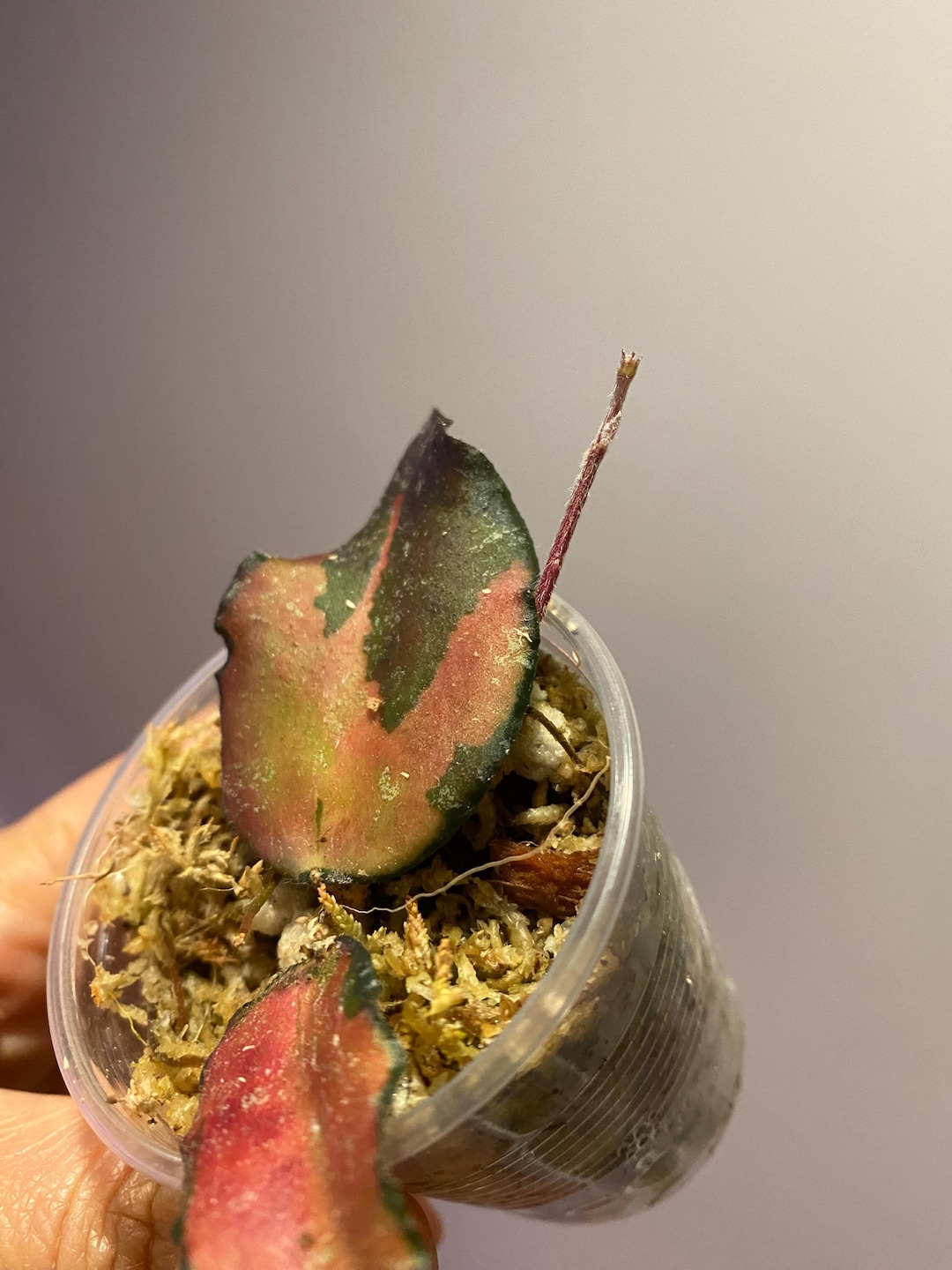 Hoya Caudata Variegata, (B), Rooted Cutting With New Growth! Sun ...