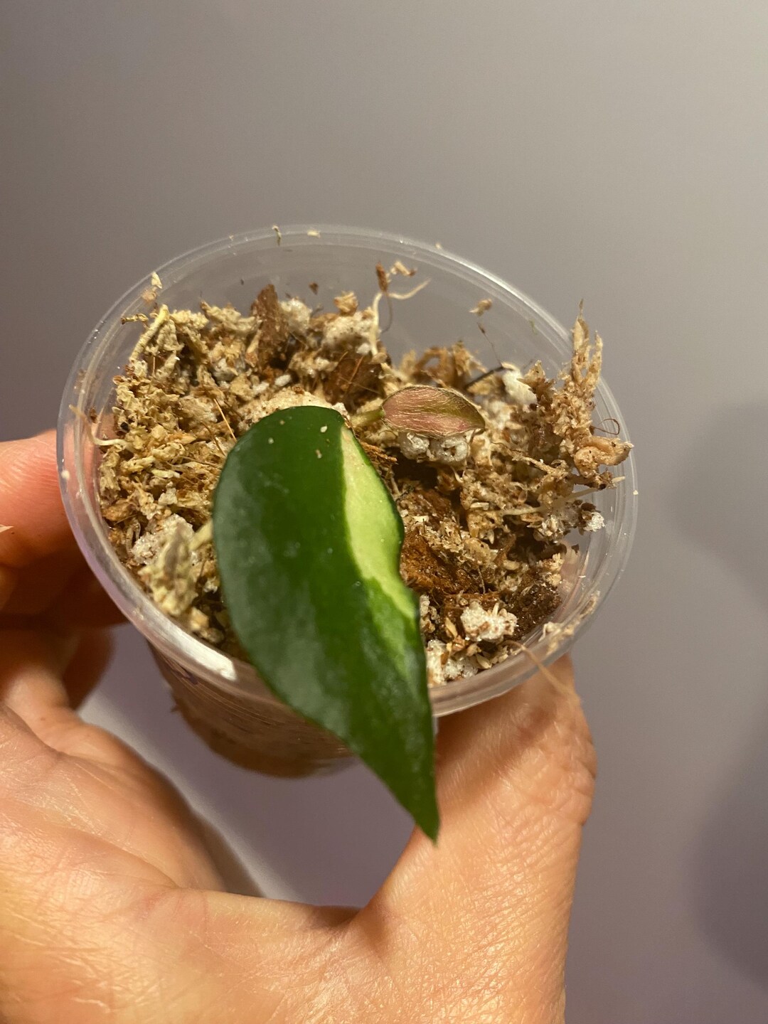 Rare Variegated Hoya Caudata Cutting, Lightly Rooted, Collector Plant ...