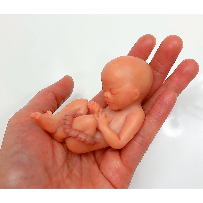 MADE TO ORDER 14 Week Gestation Fetus, Stage of Fetal Development memorial/honor Sculpture Baby ...