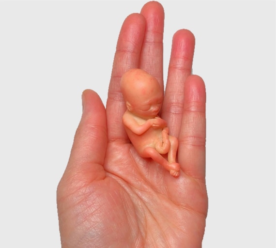 Fetus At 12 Weeks Gestation Pregnancy Week 9 12: Keeping Track Of The