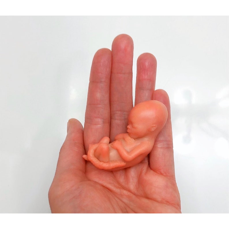 MADE TO ORDER 13 Week Gestation Fetus Stage of Fetal - Etsy