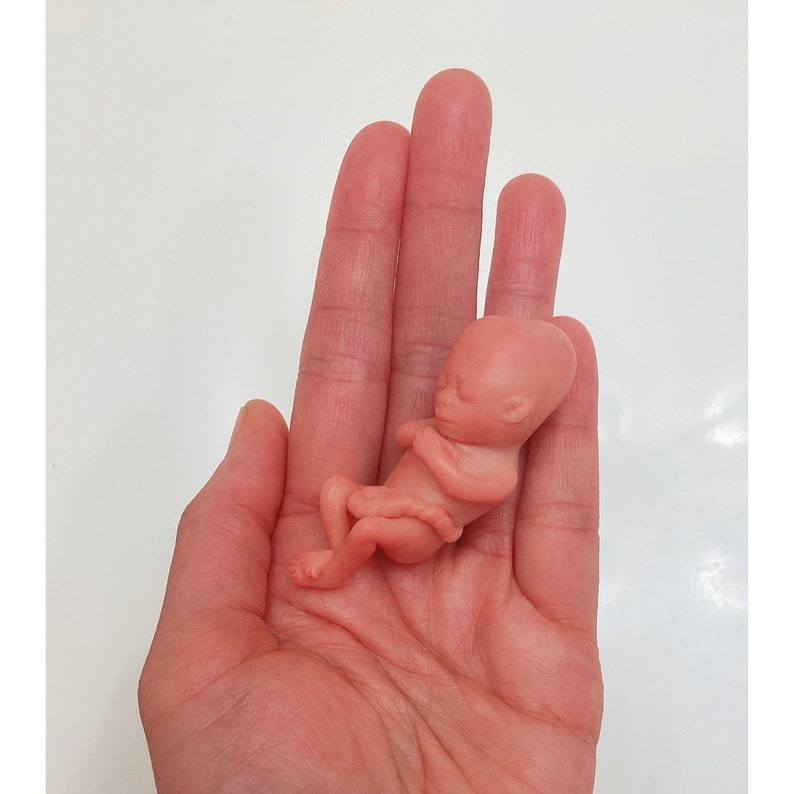 MADE TO ORDER 12 Week Gestation Fetus Stage of Fetal - Etsy