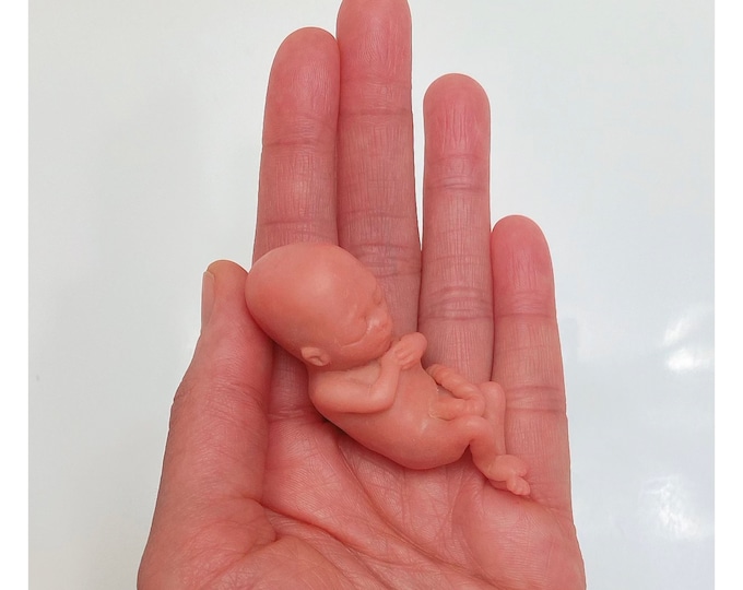 MADE TO ORDER 12 Week Gestation Fetus Stage of Fetal - Etsy