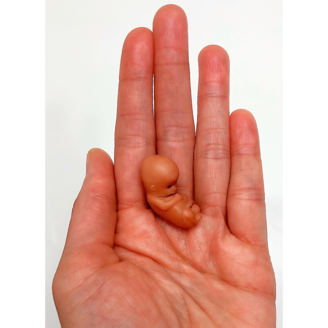 MADE TO ORDER 10 Week Gestation Fetus, Stage of Fetal Development ...
