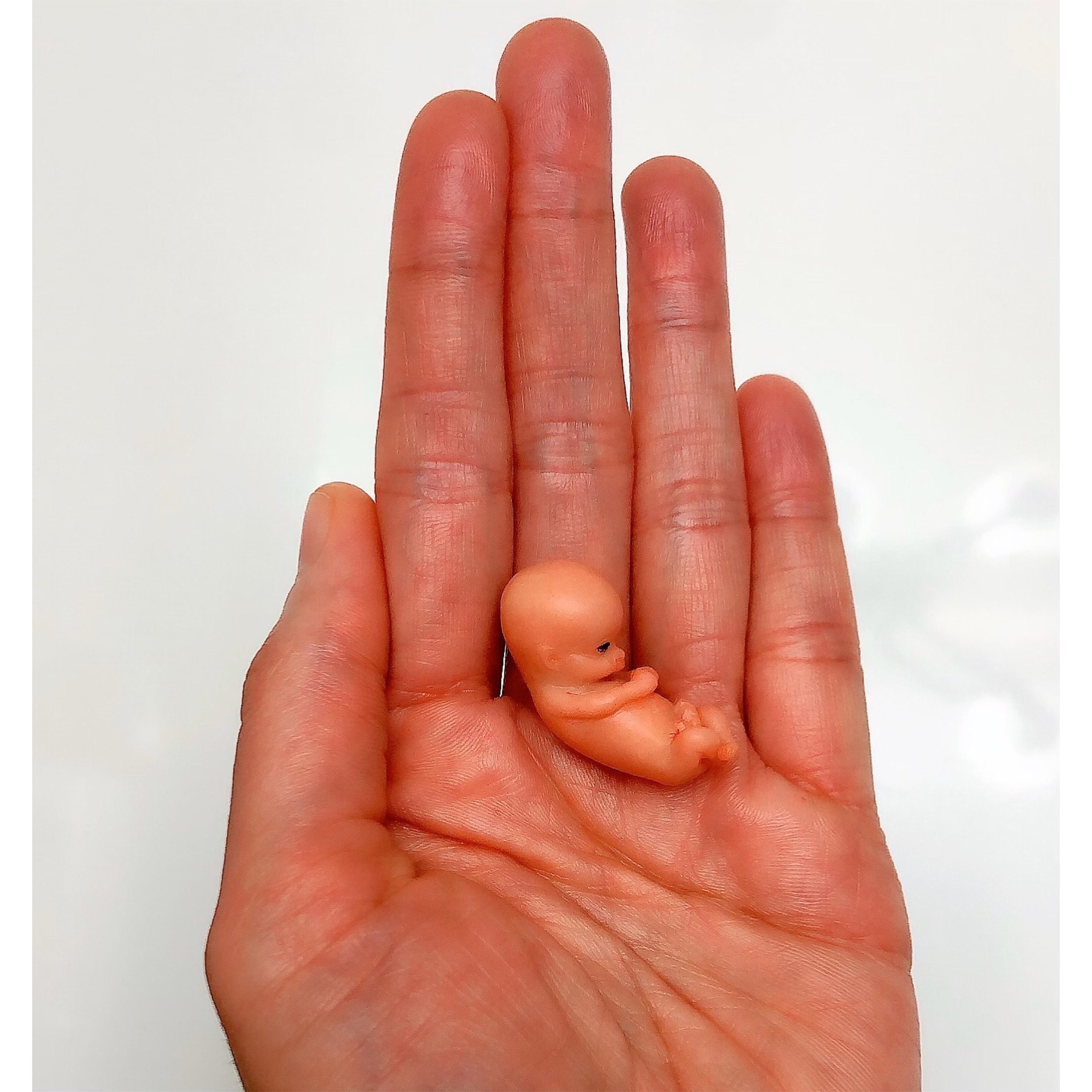 MADE TO ORDER 10 Week Gestation Fetus, Stage of Fetal Development memorial/honor Sculpture Baby ...