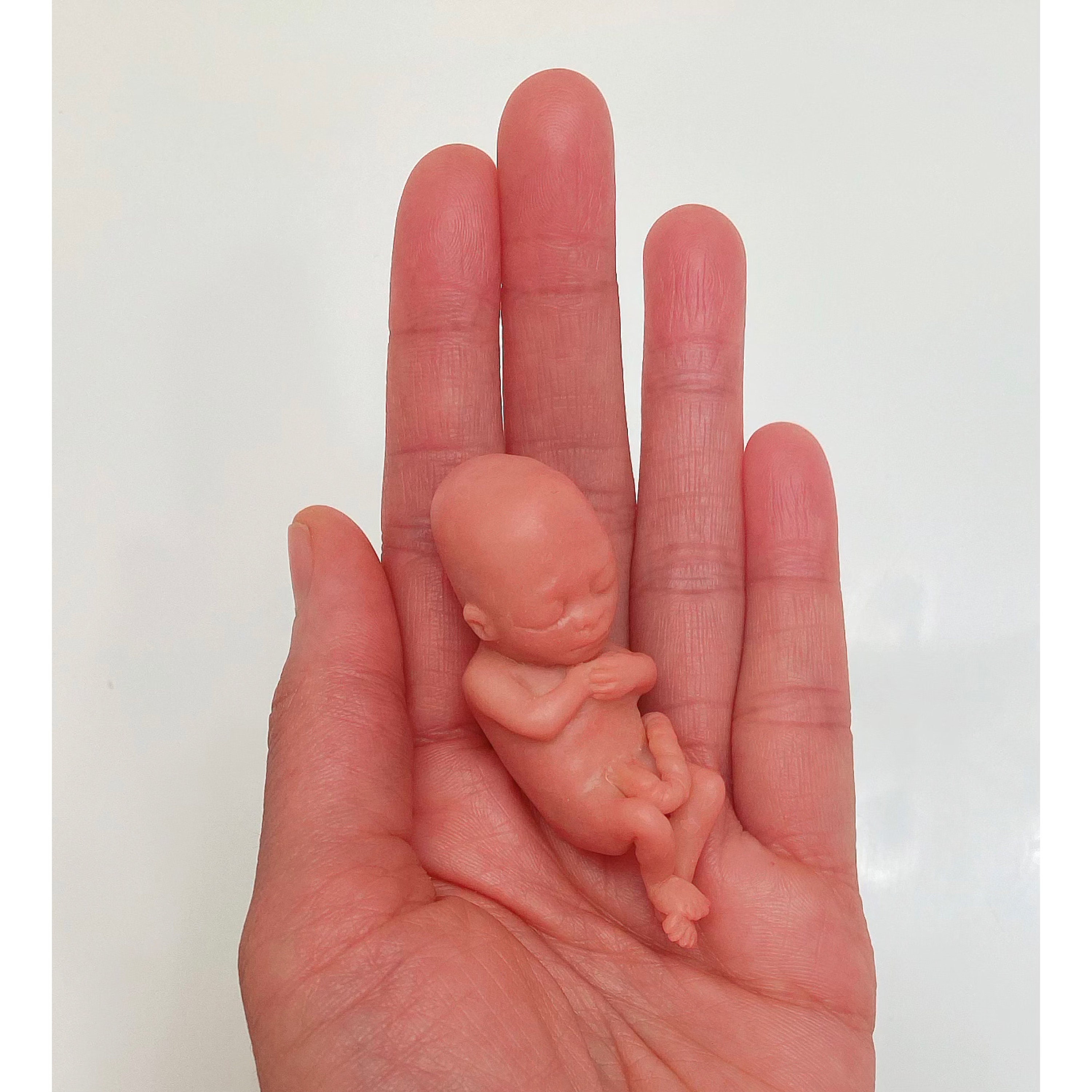 MADE TO ORDER 12 Week Gestation Fetus Stage of Fetal - Etsy