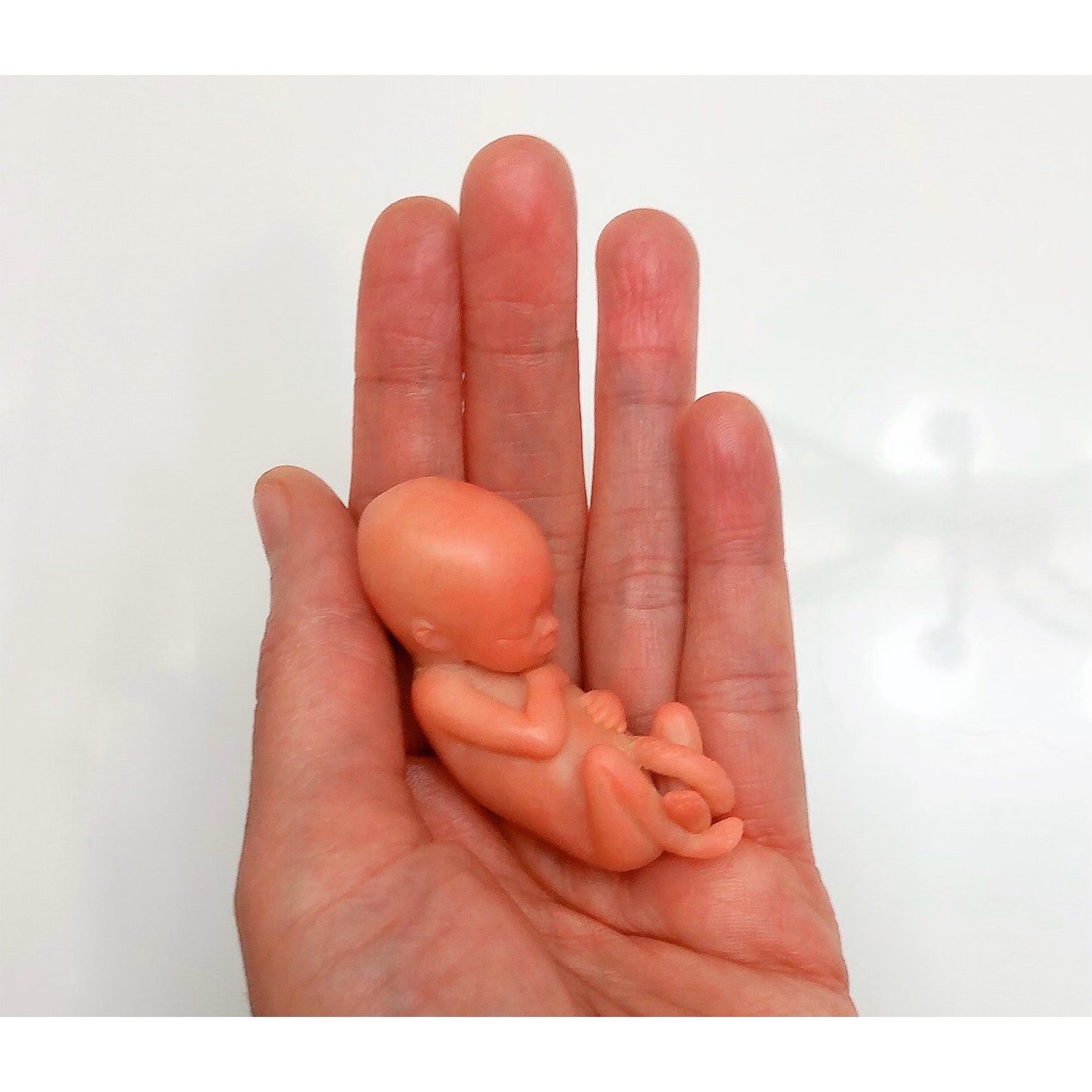 MADE TO ORDER 13 Week Gestation Fetus Stage of Fetal - Etsy