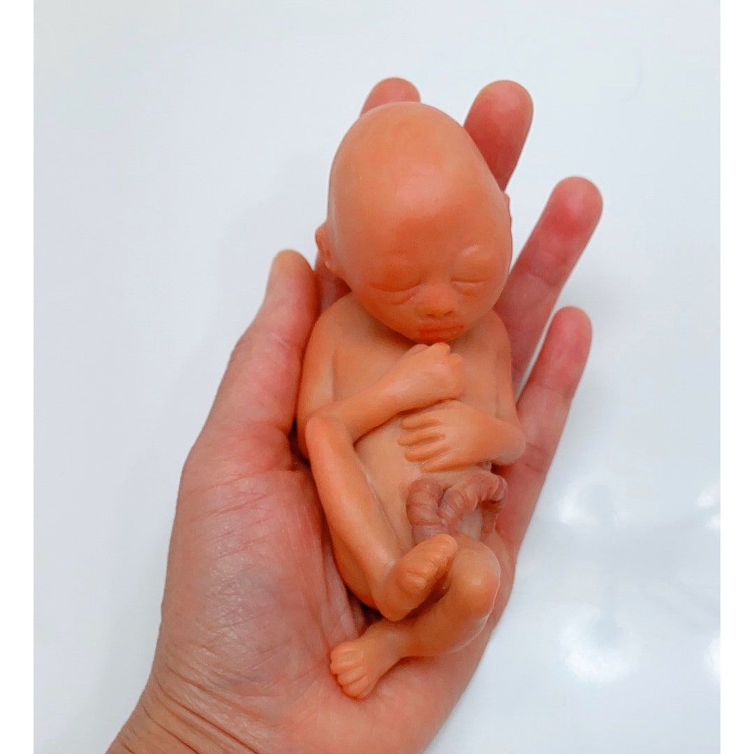 MADE TO ORDER 16 Week Gestation Fetus Stage of Fetal - Etsy