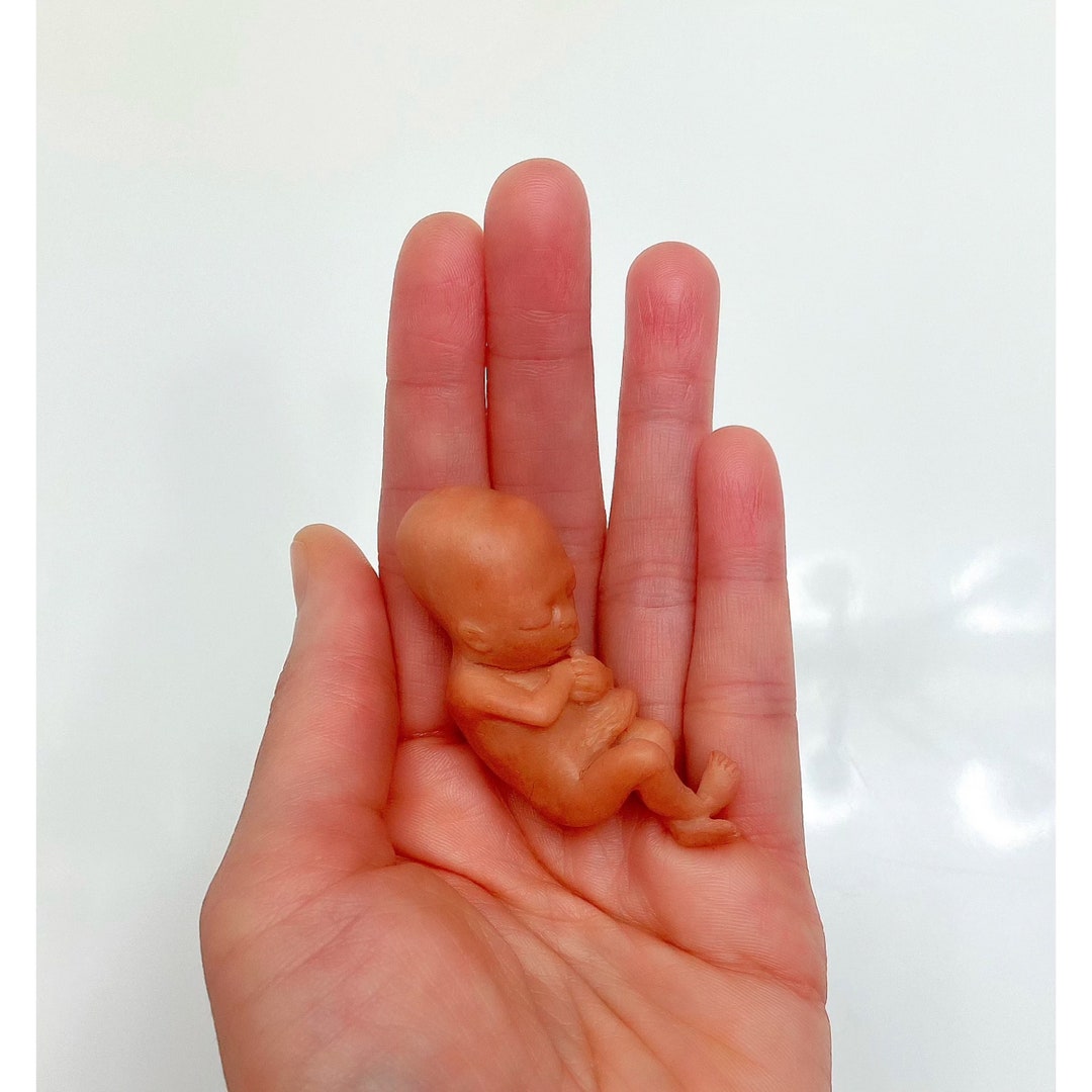 MADE TO ORDER 12 Week Gestation Fetus, Stage of Fetal Development ...
