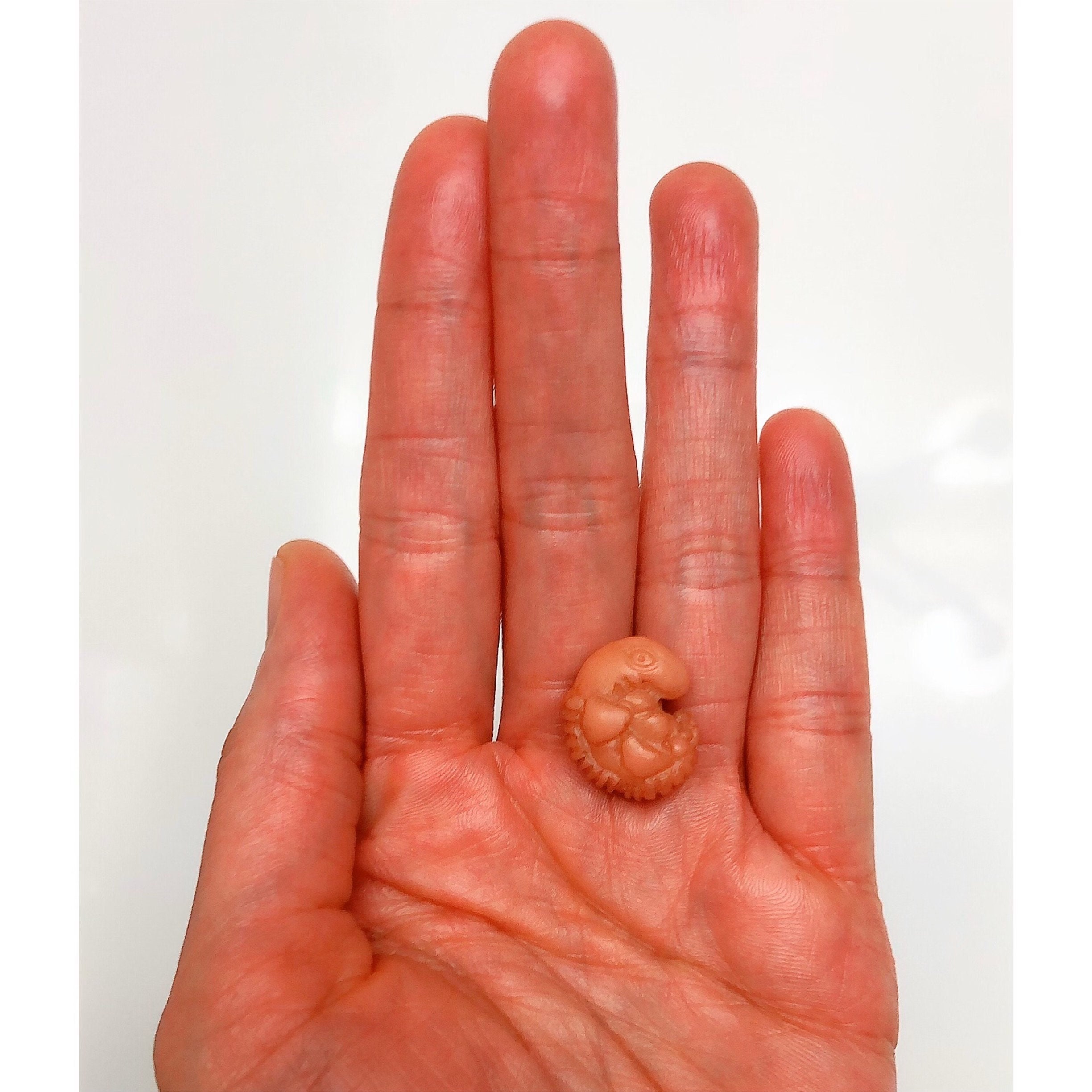 Baby In The Womb At 5 Weeks