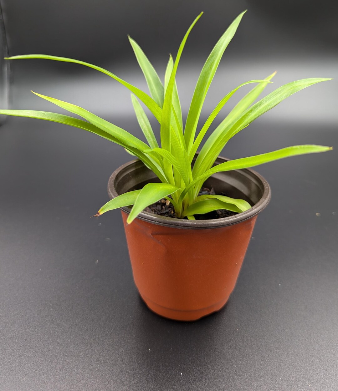 Shamrock rare Spider Plant 4 Inch Starter - Etsy