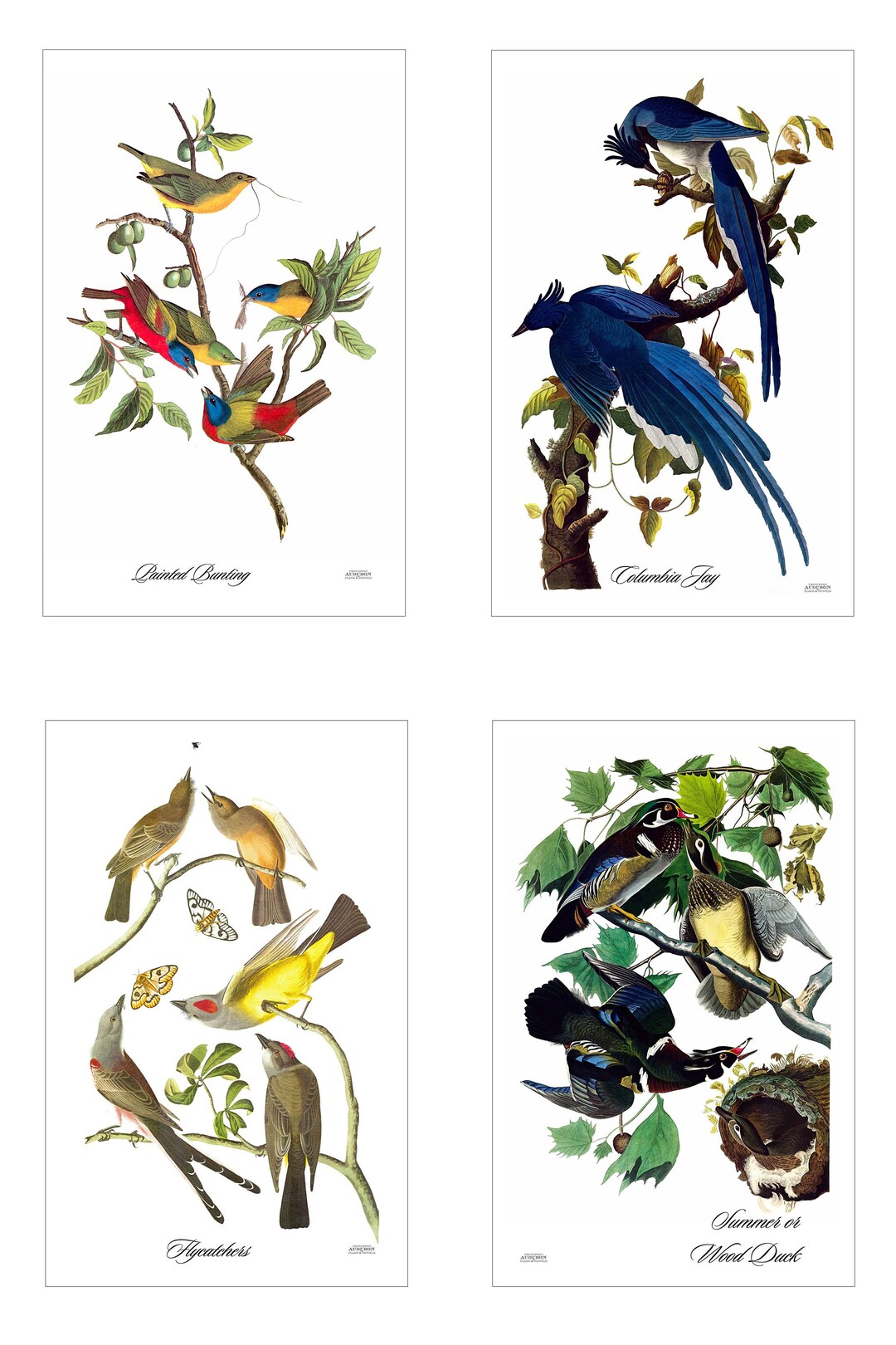 Audubon Bird Kitchen Towel, Set of 4, Multi-color Series, Best Quality ...