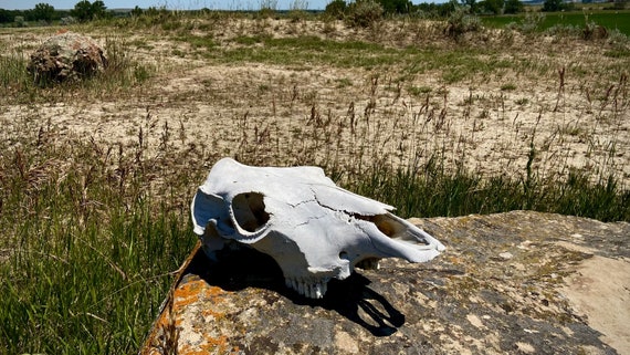 Real Cow Skulls All-natural Decomposed Sun-bleached/dried - Etsy