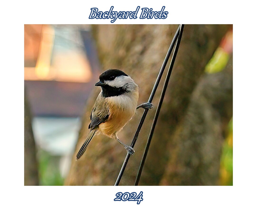 Backyard Birds 2024 Calendar 11x17 Full Color Saddle - Etsy